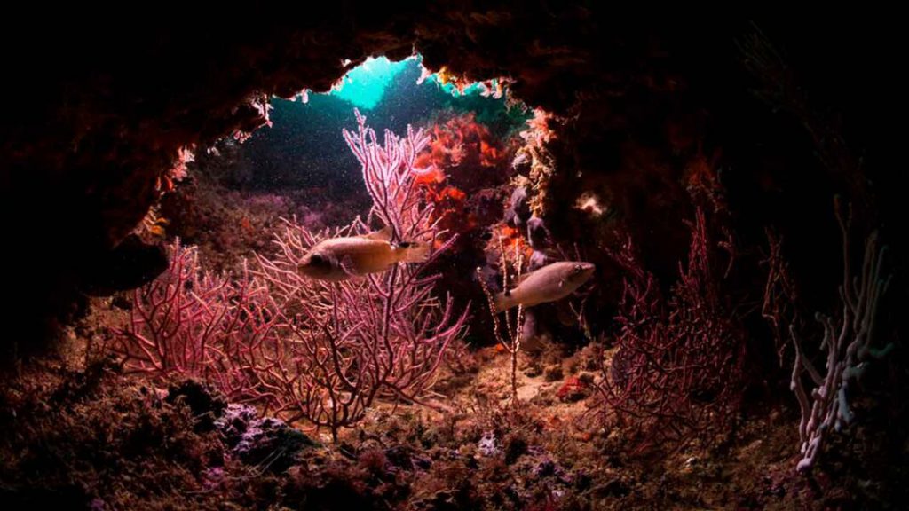 Conheça o Recife da Pedra do Valado com «Arte, Mar e Paixão»